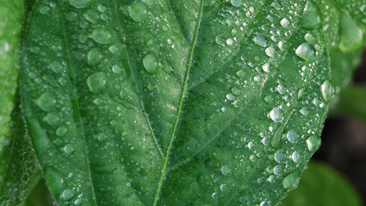 Staphyt - Plant nutrition and fertilisation