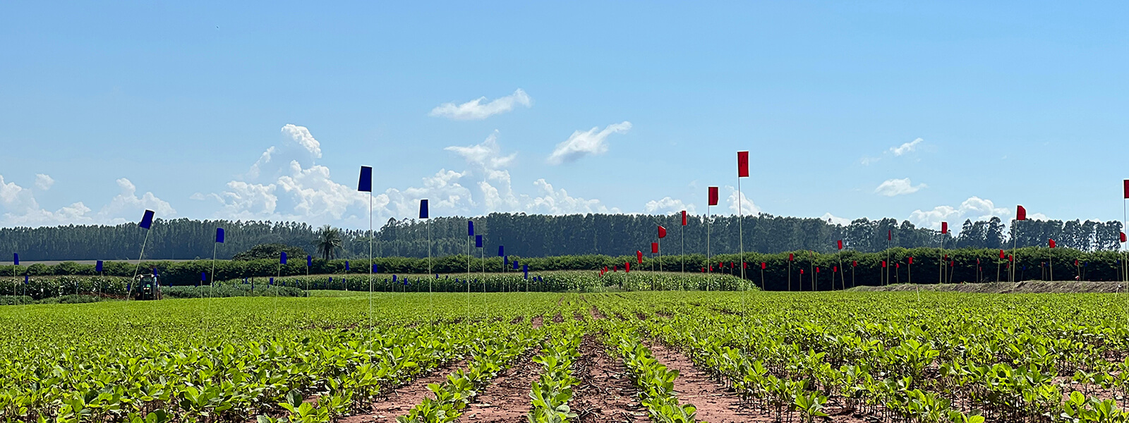 Staphyt field services - LATAM: Fertilisation and plant nutrition testing