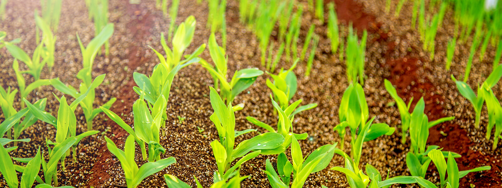 Staphyt field services - EMEA: Fertilisation and plant nutrition testing