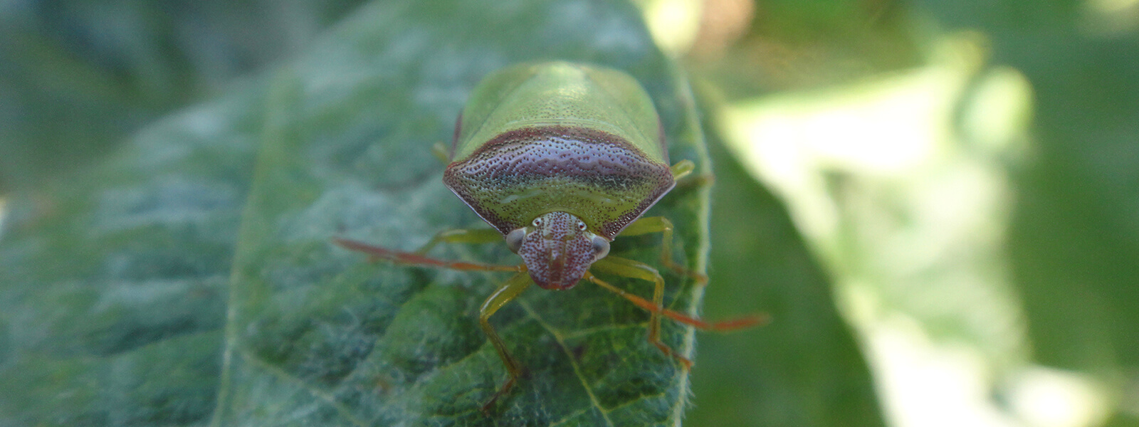 Staphyt: Collection and monitoring of pathogen and pest populations