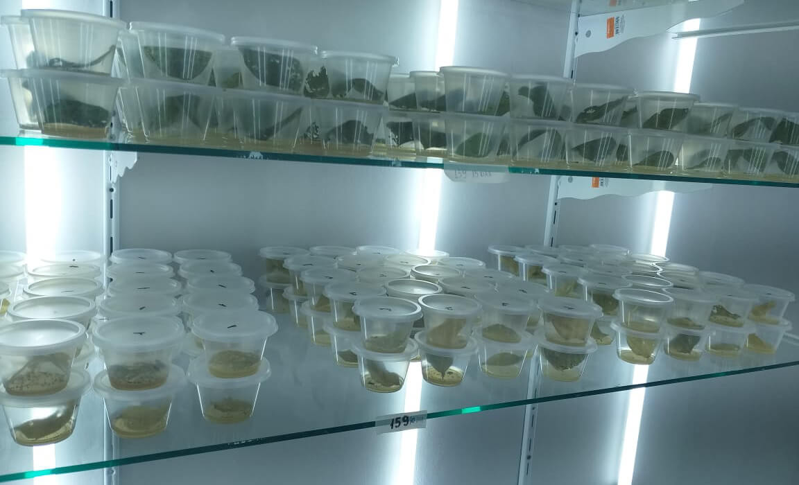 Staphyt: GMO testing