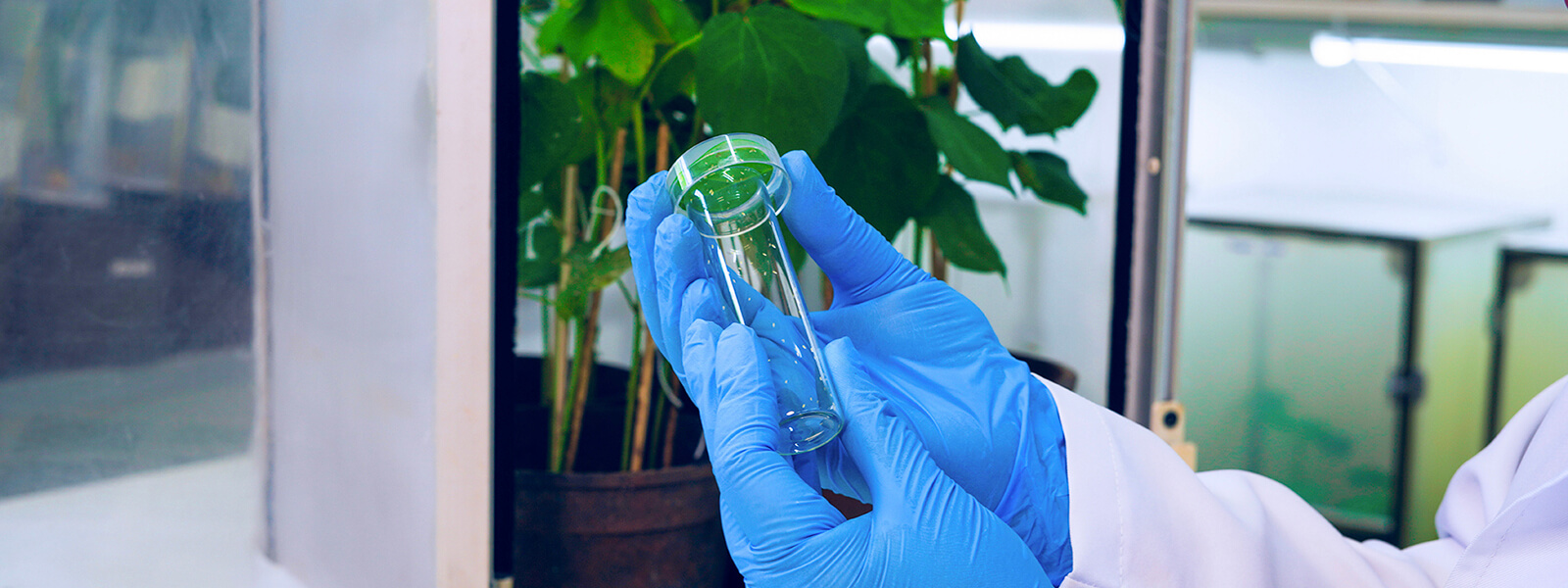 Staphyt: Crop pest breeding