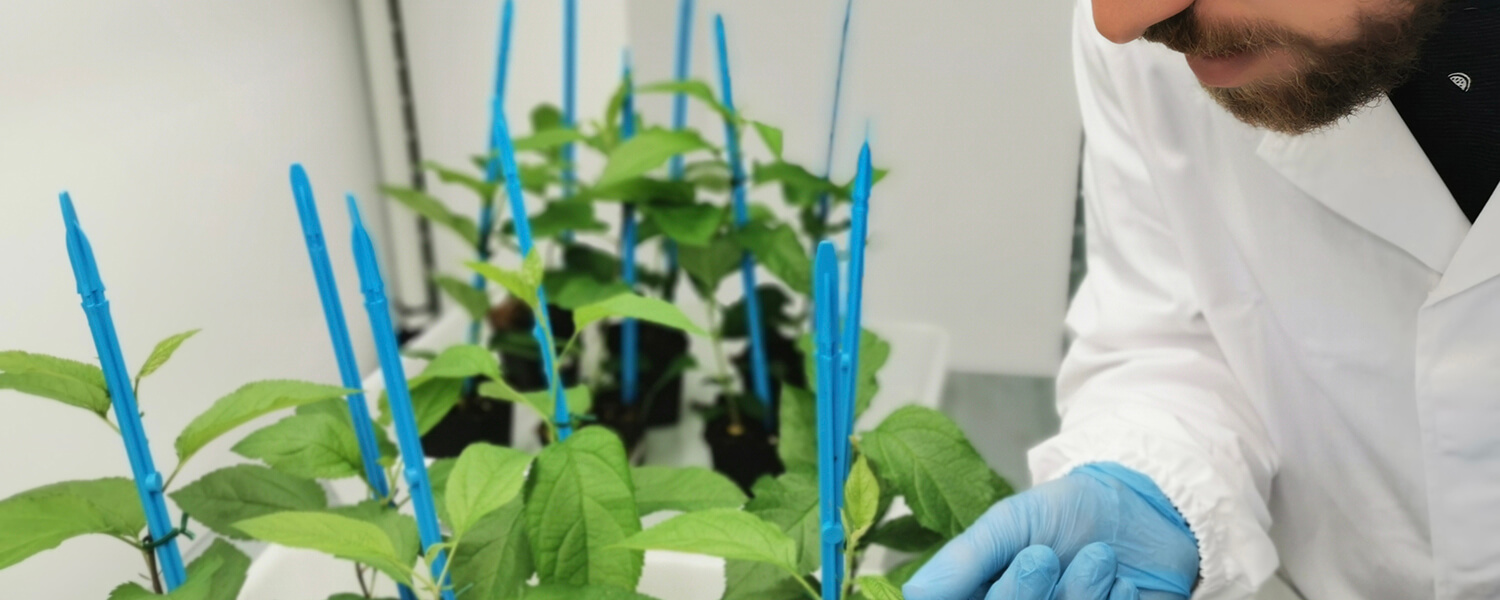 Staphyt: Plant physiology and nutrition trials under controlled conditions