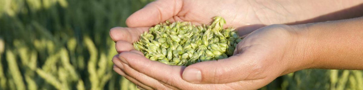 Staphyt - Plant protection and registration of chemical or biological ...