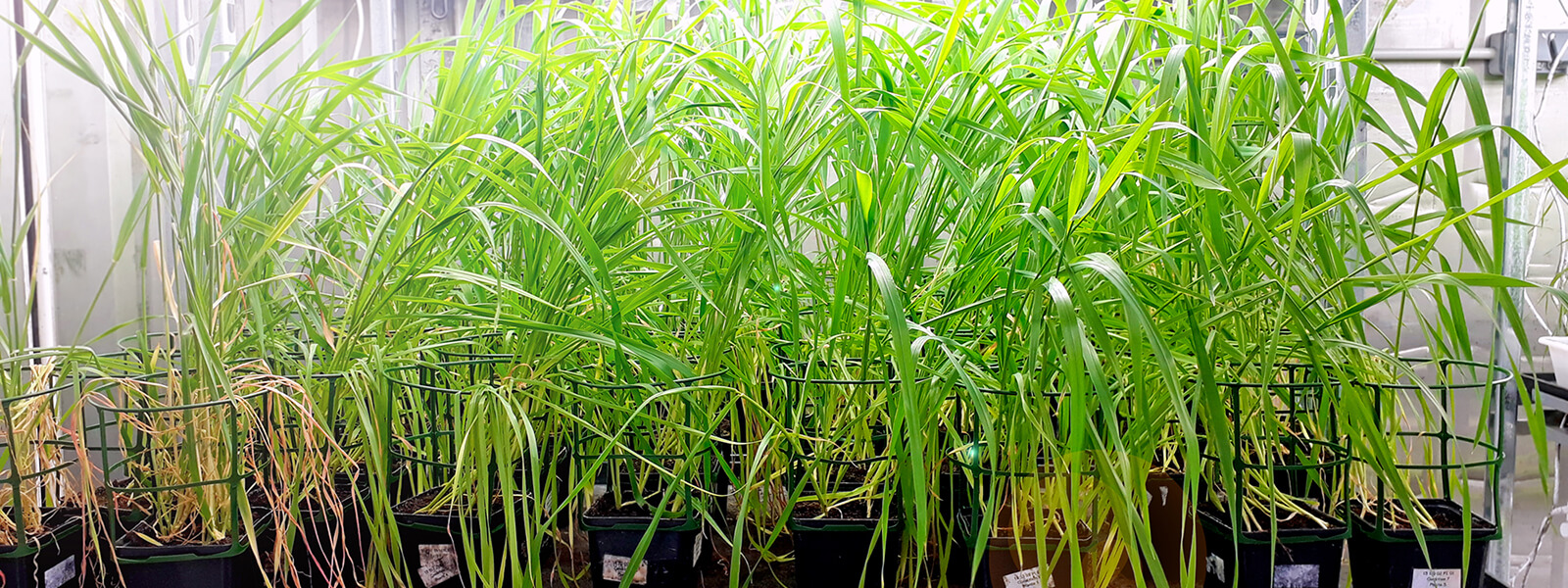 Staphyt: Plant pathology and nutrition laboratory