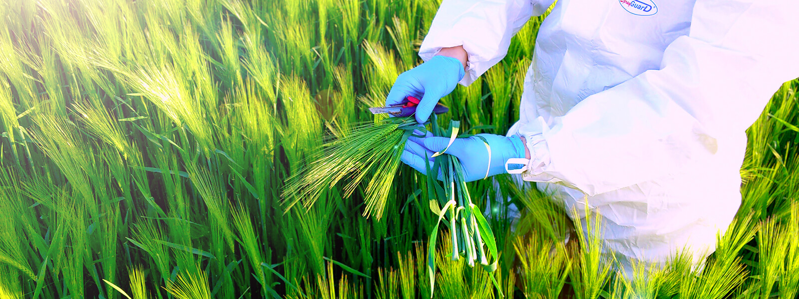 Staphyt field services - EMEA: GLP residue studies with multi-site ...