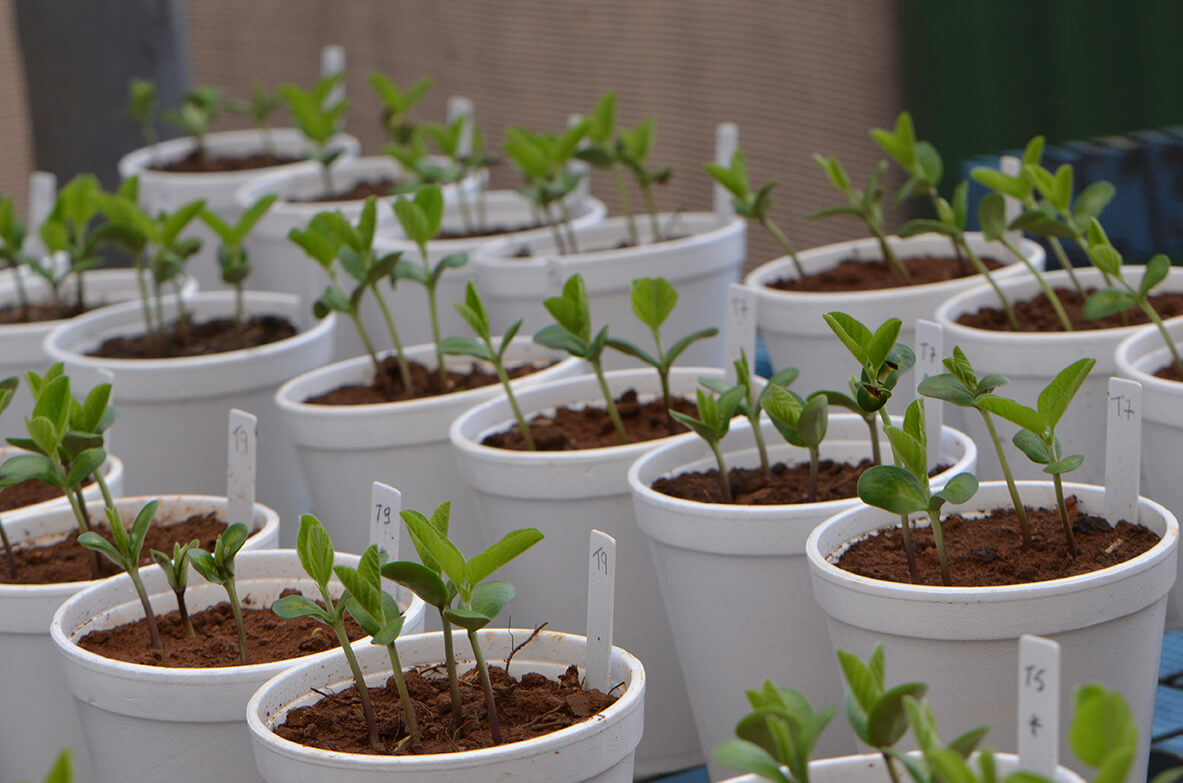 Staphyt : Essais protection des plantes en conditions contrôlées