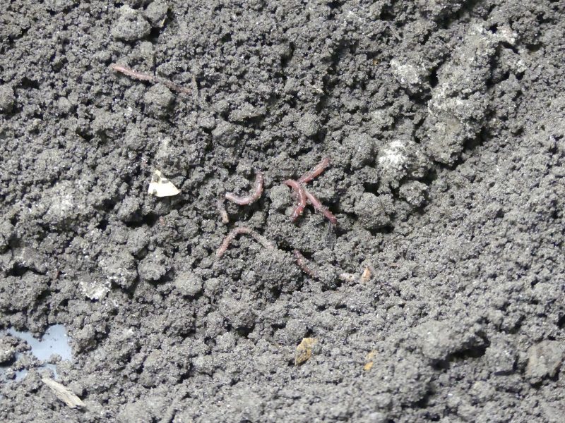 Staphyt - Prestataire en agroscience et affaires règlementaires