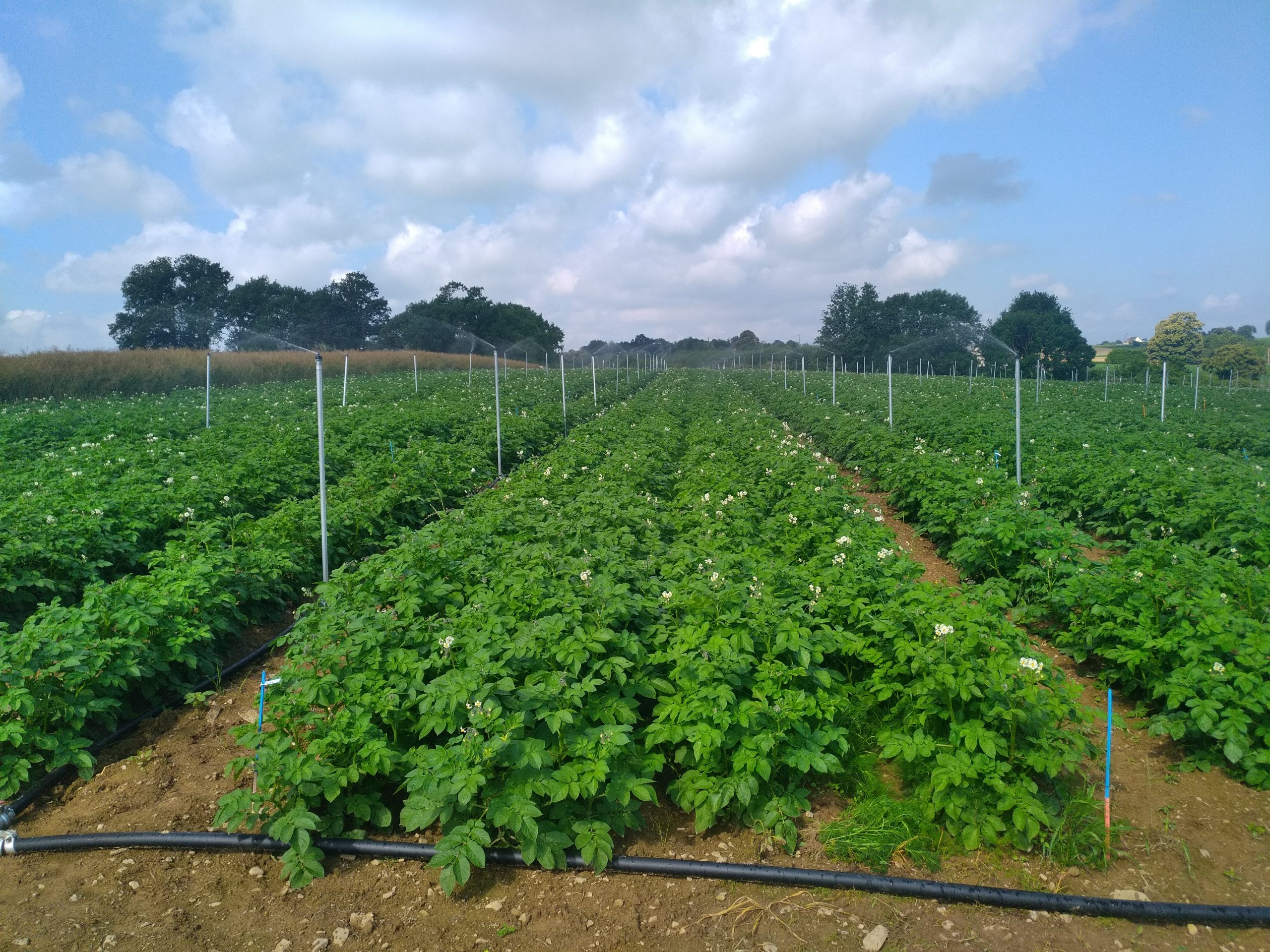 Time to book plots on platforms